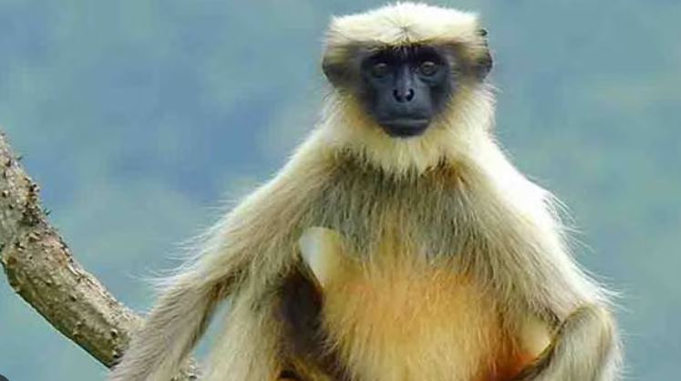 മൃഗശാലയിൽനിന്ന് ചാടിപ്പോയ ഹനുമാൻ കുരങ്ങിനെ കണ്ടെത്തി | Malayalam News