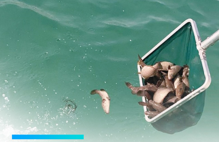 മൂന്ന് വർഷത്തിനിടെ 80 ലക്ഷത്തിലധികം മത്സ്യ കുഞ്ഞുങ്ങളെ ഉൽപ്പാദിപ്പിച്ച് ...