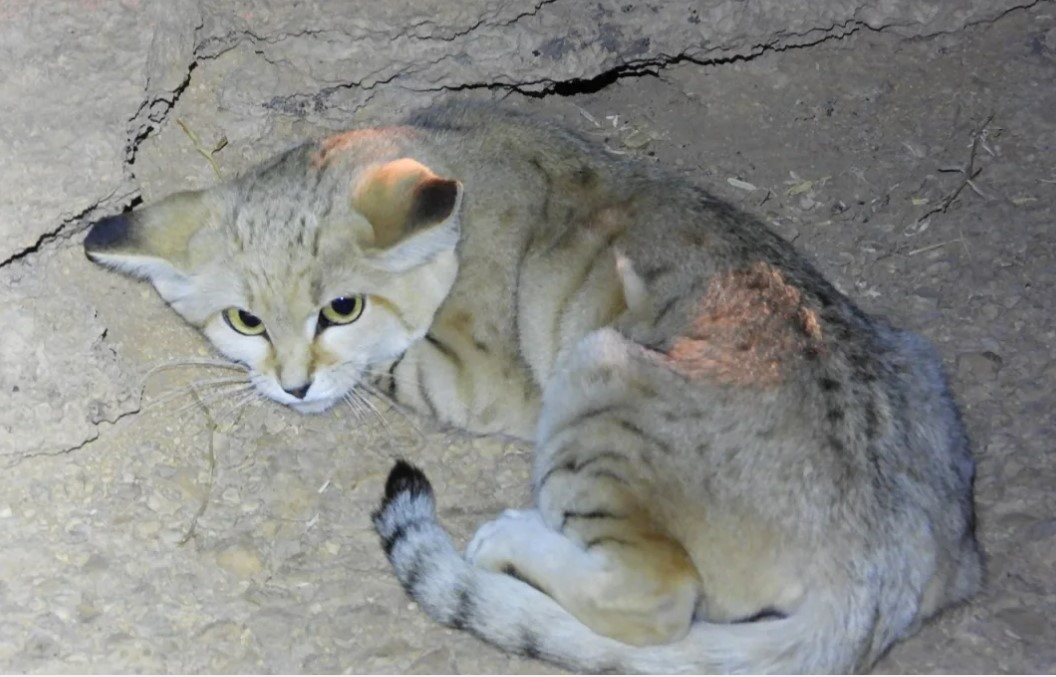 മണൽ പൂച്ചയെ സൗദി മരുഭൂമിയിൽ കണ്ടെത്തി, അപൂർവ്വയിനം പൂച്ച | Malayalam News